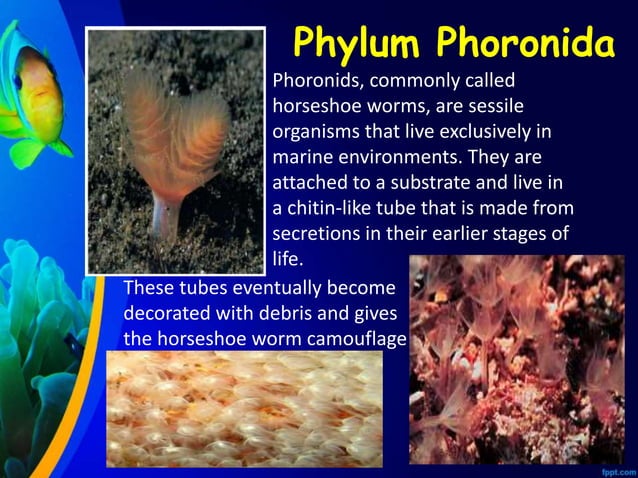 The Lophophorate Phyla - Ectoprocta, Brachiopoda, Phoronida