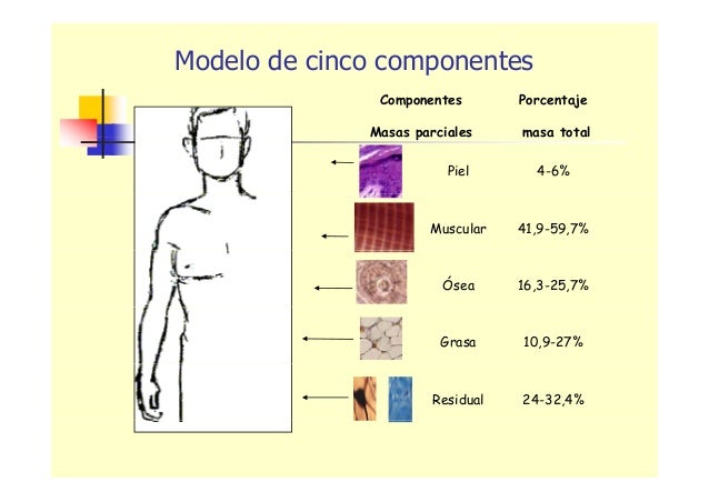 Ecuaciones composición corporal