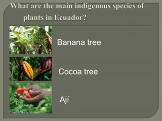 Ecuador indigenous species | PPTX