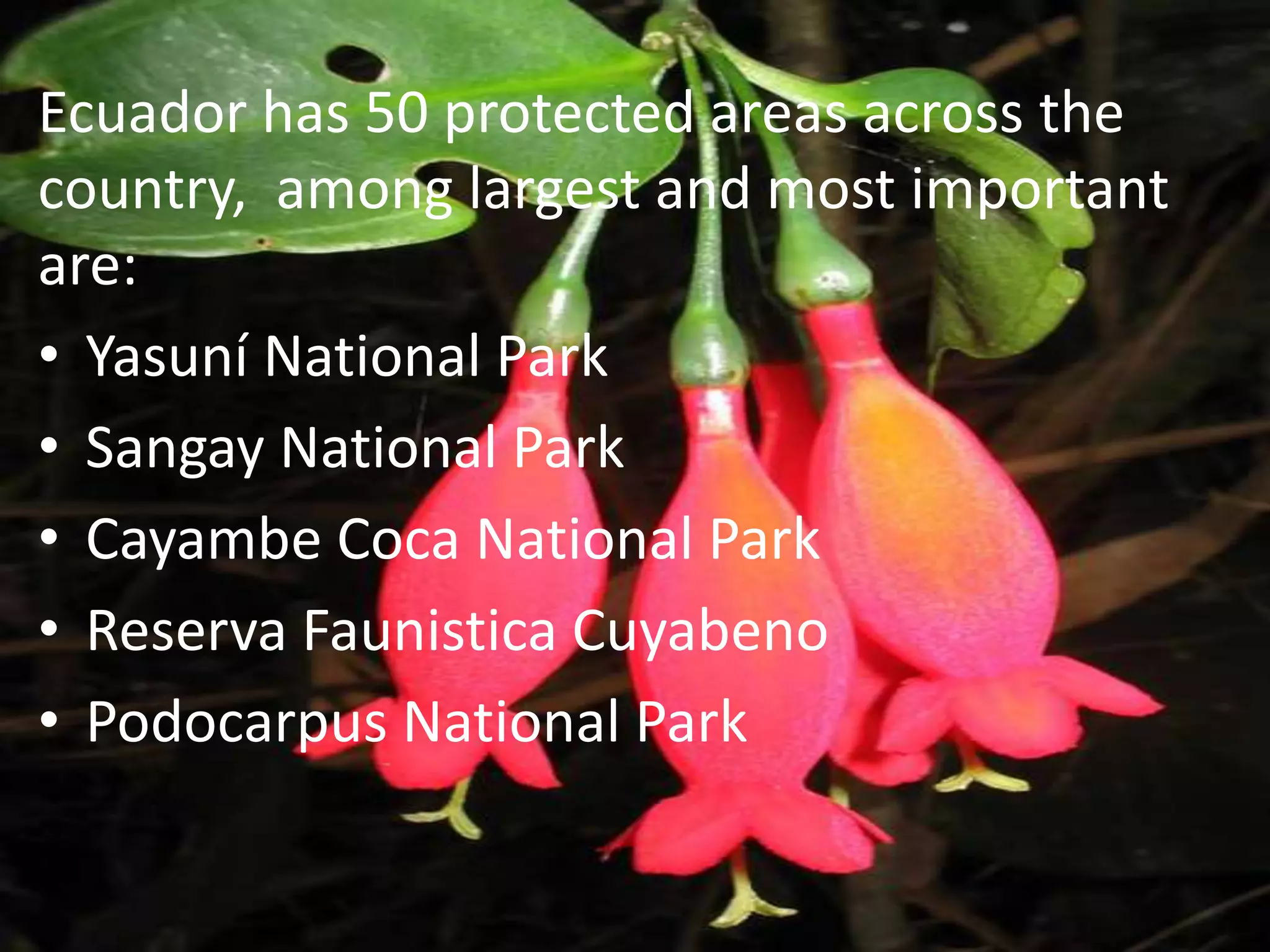 Ecuador natural regions biodiversity 27 nov | PPT