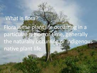 Ecuador natural regions biodiversity 27 nov | PPTX