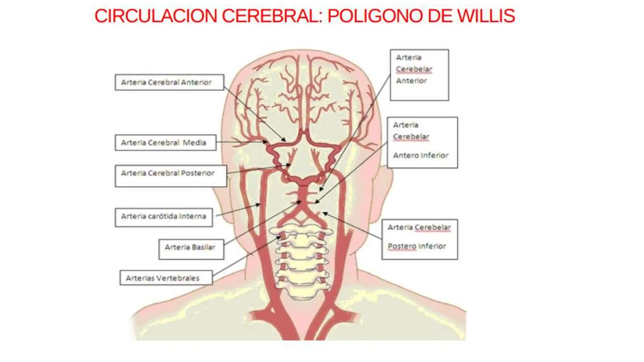 Accidente Cerebrovascular DefiniciÓn Y Tipos Ppt Descarga Gratuita