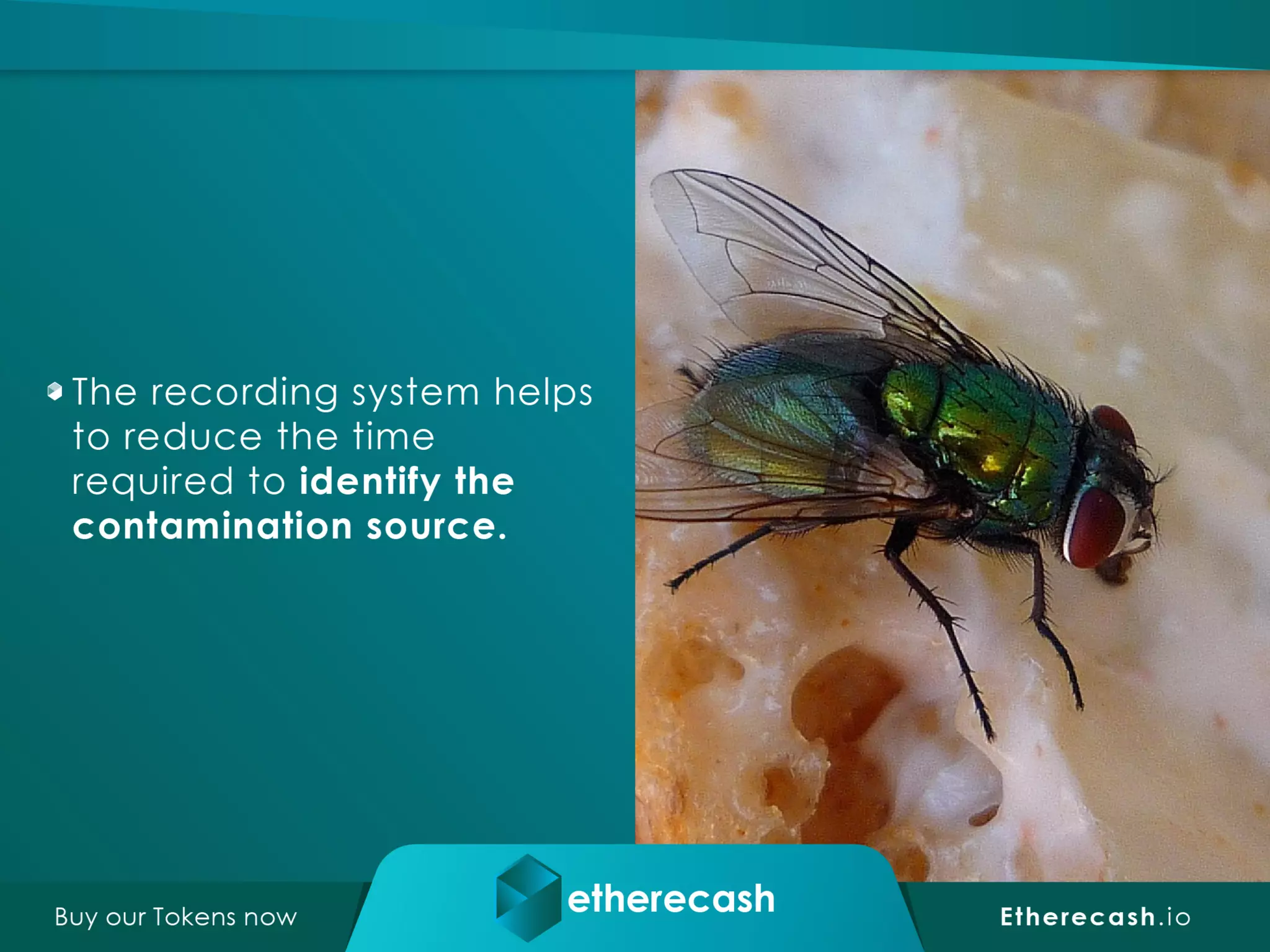 Walmart Developing Blockchain Technology for Food Safety | PDF