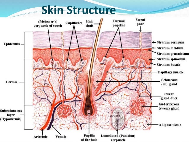 Eczema basic principles