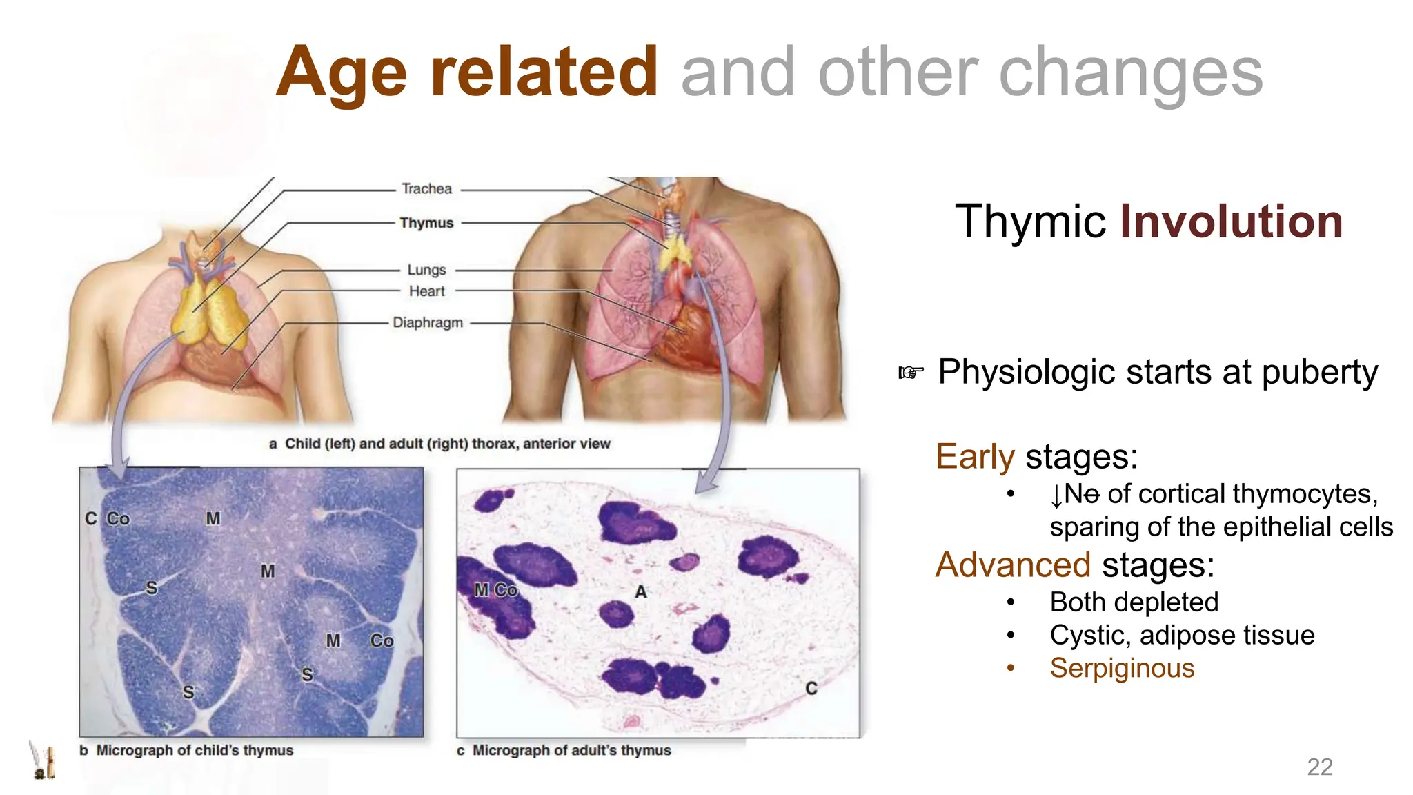 ~Thymus.&.Tonsils.Comprehensive.Histology.Jun.2022