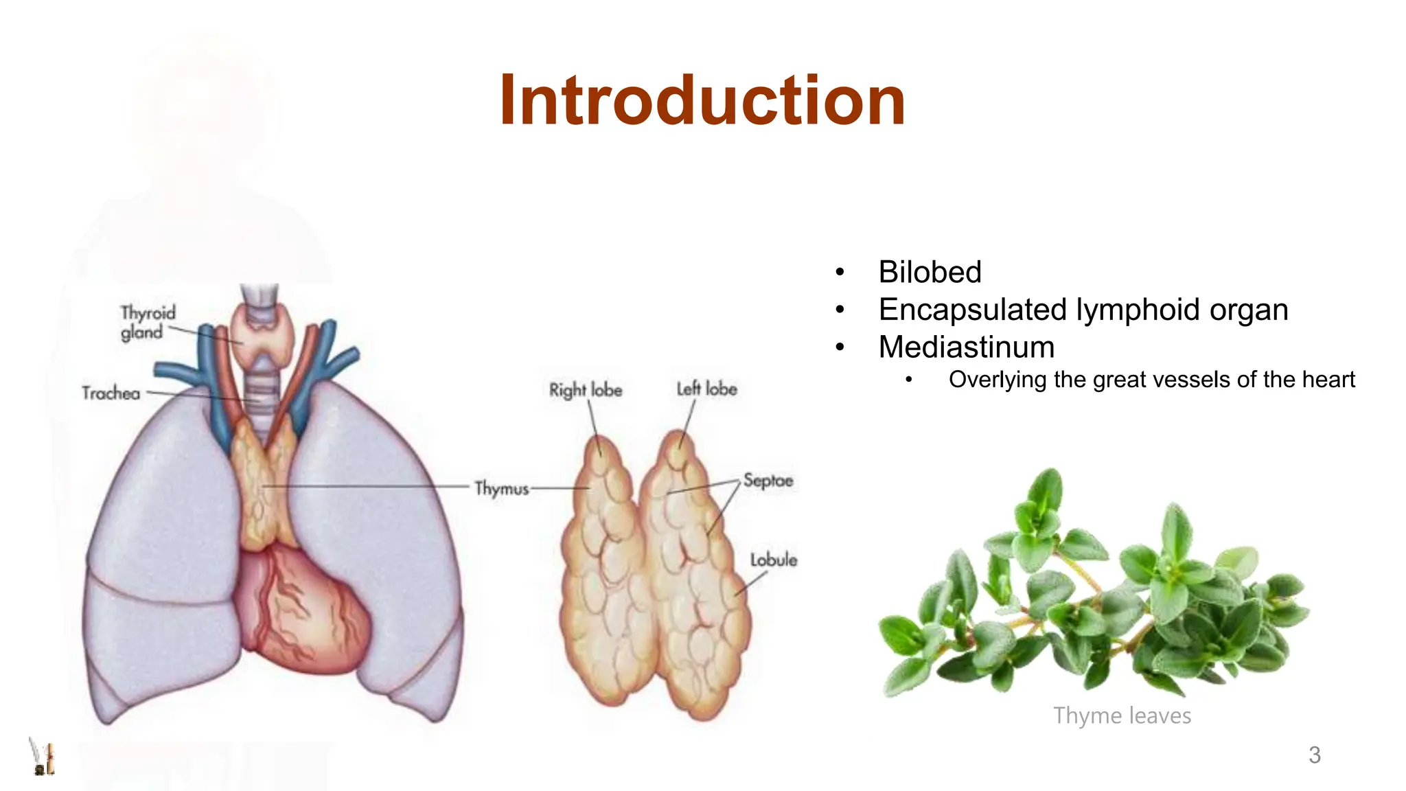 ~Thymus.&.Tonsils.Comprehensive.Histology.Jun.2022