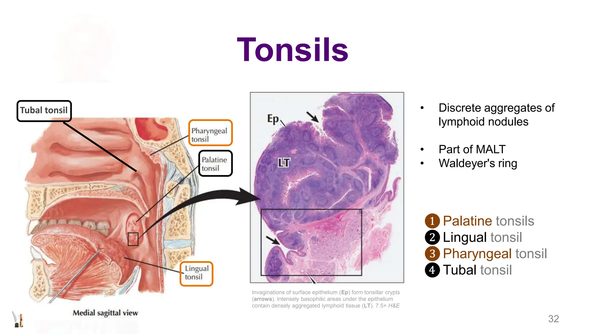 ~Thymus.&.Tonsils.Comprehensive.Histology.Jun.2022 | Free Download