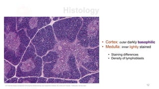 ~Thymus.&.Tonsils.Comprehensive.Histology.Jun.2022