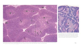 ~Thymus.&.Tonsils.Comprehensive.Histology.Jun.2022
