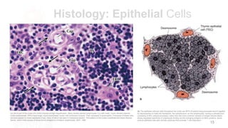 ~Thymus.&.Tonsils.Comprehensive.Histology.Jun.2022