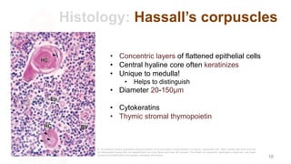 ~Thymus.&.Tonsils.Comprehensive.Histology.Jun.2022