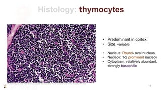 ~Thymus.&.Tonsils.Comprehensive.Histology.Jun.2022