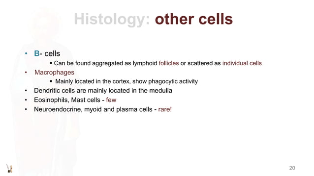 ~Thymus.&.Tonsils.Comprehensive.Histology.Jun.2022