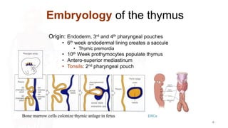 ~Thymus.&.Tonsils.Comprehensive.Histology.Jun.2022