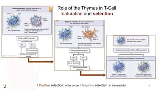 ~Thymus.&.Tonsils.Comprehensive.Histology.Jun.2022
