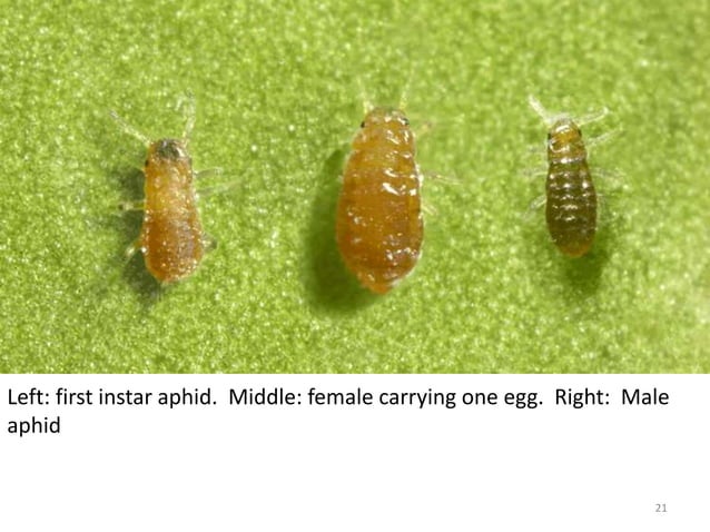 Identify and Control Insects on Fruit and Nut Crops | PPTX