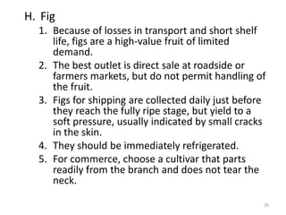 Grade Pack Store Post Harvest Fruit and Nut Crops | PPTX