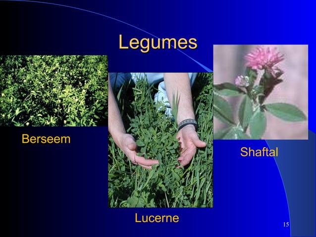 Nutritional Needs of Livestock Animals | PPT