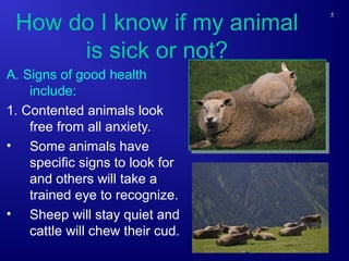 Managing Disease and Paracites of Livestock | PPT