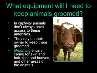 Maintain Good Animal Health | PPT | Pet Supplies | Pets