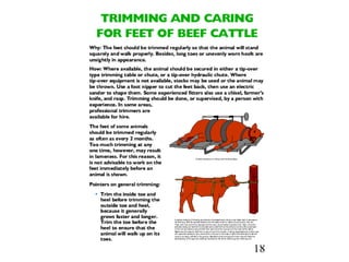 Maintain Good Animal Health | PPT | Pet Supplies | Pets