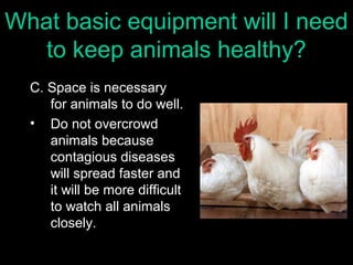 Maintain Good Animal Health | PPT