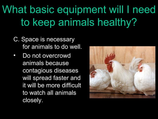 Maintain Good Animal Health | PPT | Pet Supplies | Pets