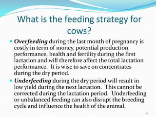 Cattle Feeding Practices | PDF