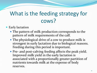 Cattle Feeding Practices | PDF