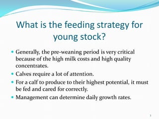 Cattle Feeding Practices | PDF