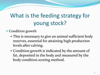 Cattle Feeding Practices | PDF