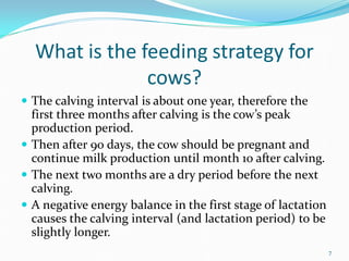Cattle Feeding Practices | PDF