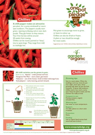 Growing Chillies in a Pot - Teacher Guide, Organic Gardening | PDF