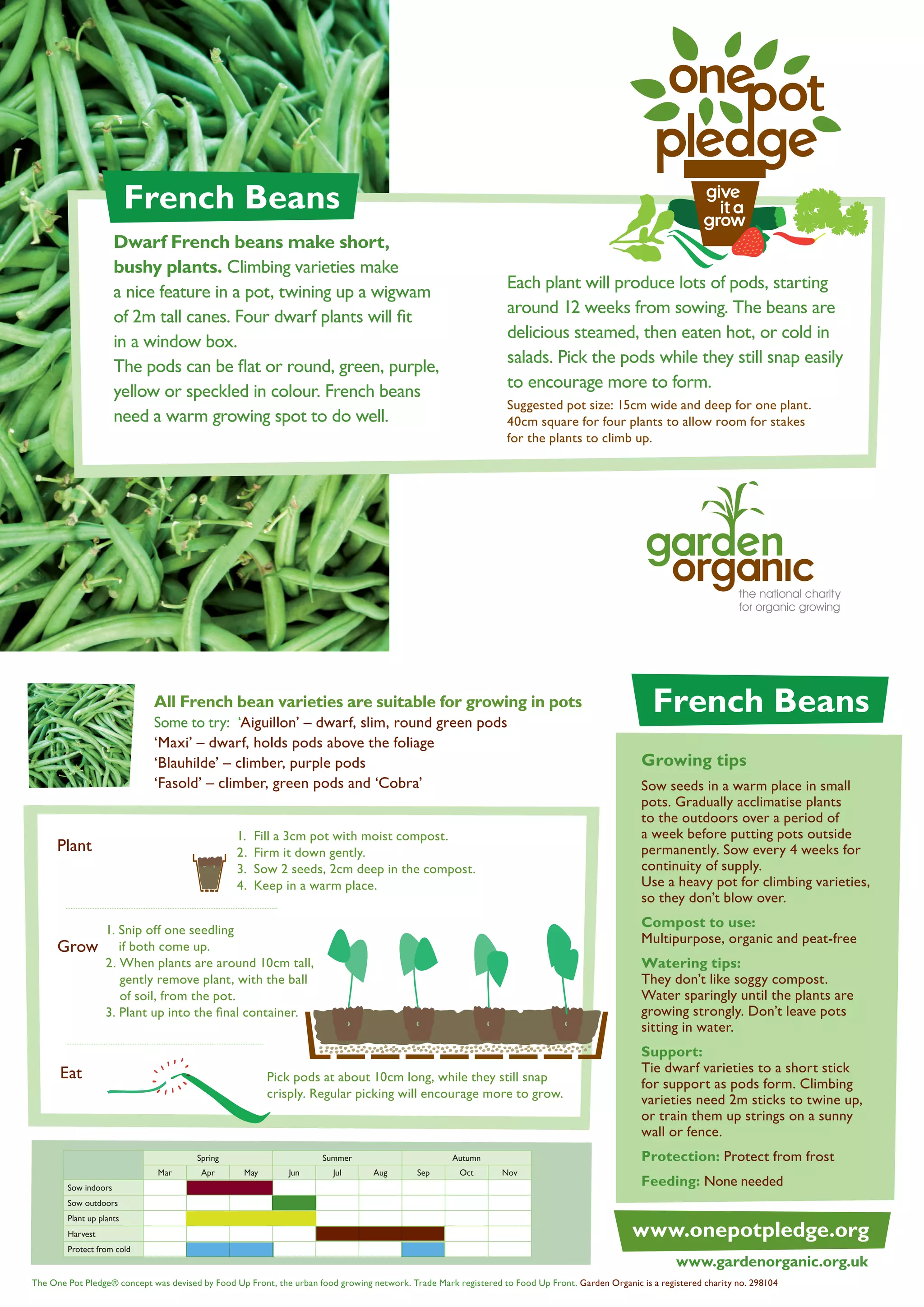 Growing French Beans in a Pot - Teacher Guide, Organic Gardening | PDF