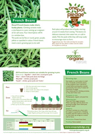 Growing French Beans in a Pot - Teacher Guide, Organic Gardening | PDF
