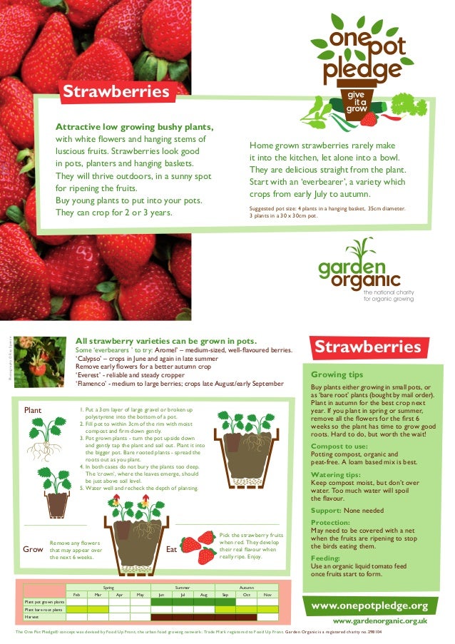 Strawberry Companion Planting Guide