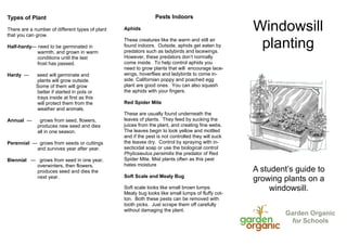 A Teacher’s Guide to Growing Plants on a Windowsill | PDF