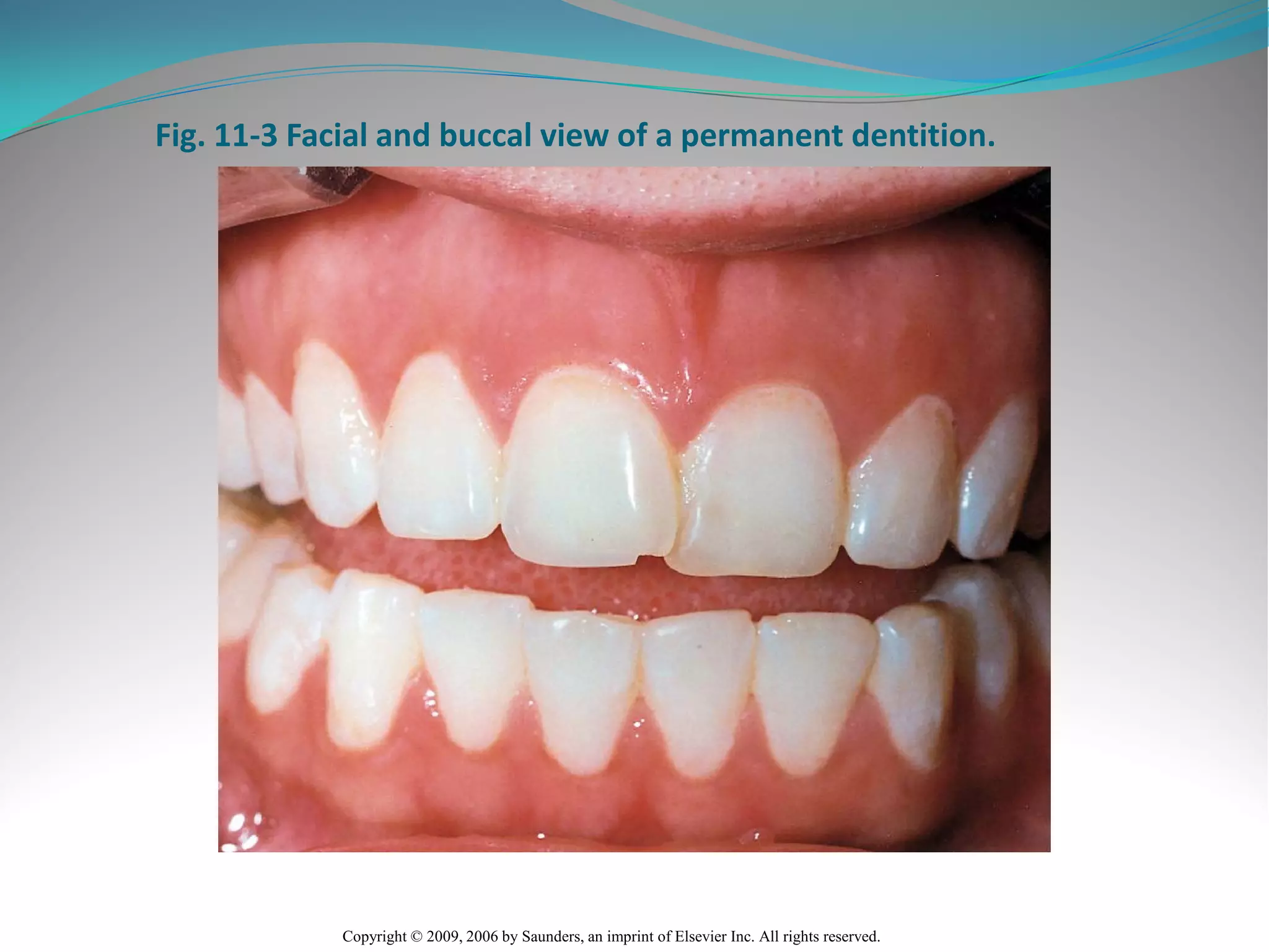 Anatomy and morphology of teeth | PDF