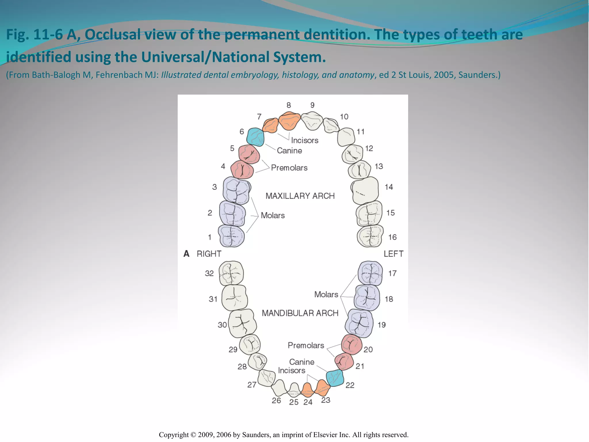 Anatomy and morphology of teeth | PDF