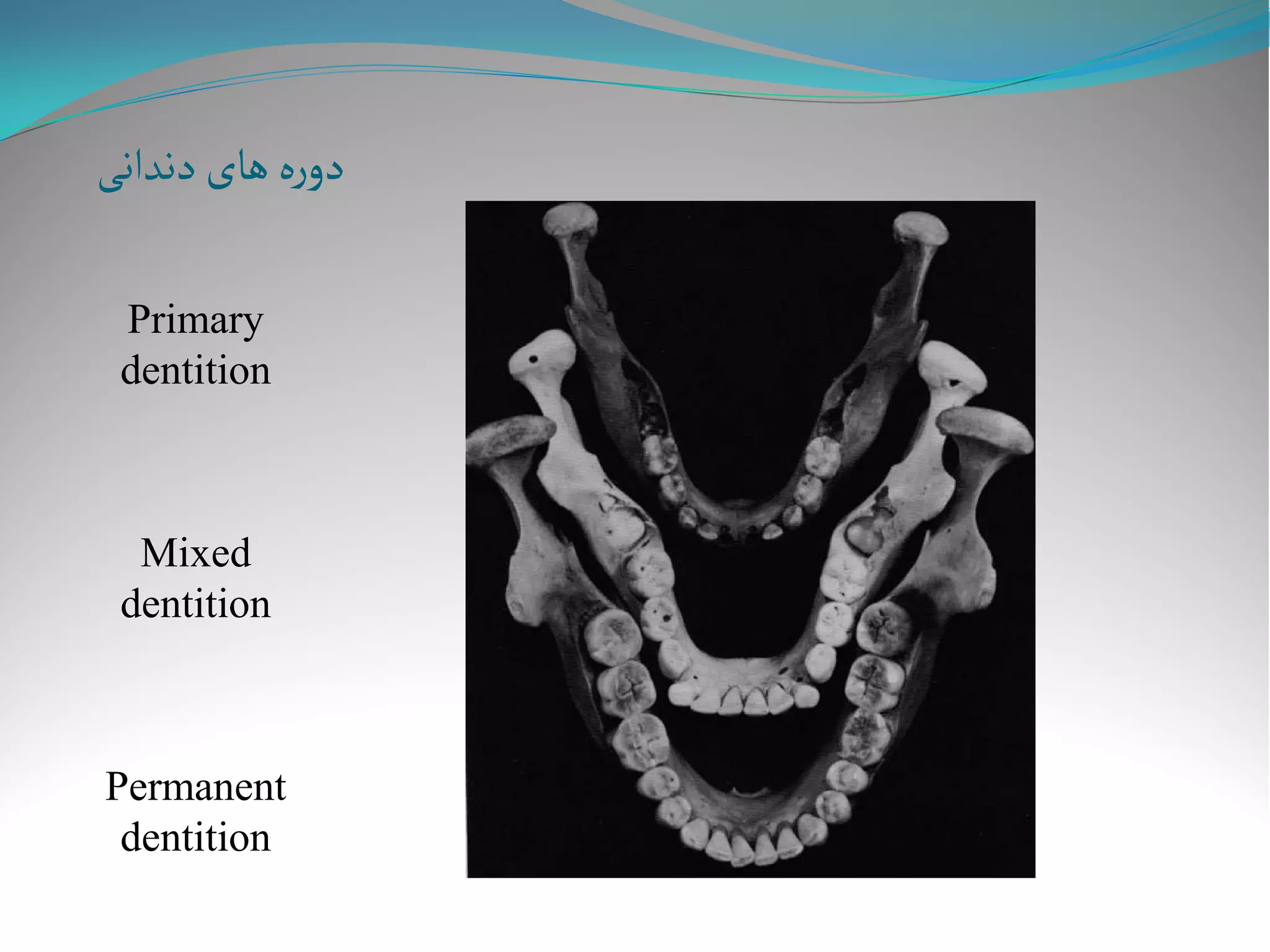 Anatomy and morphology of teeth | PDF