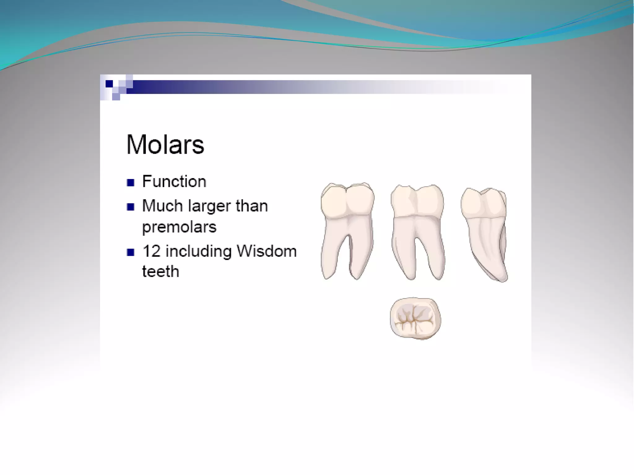 Anatomy and morphology of teeth | PPT