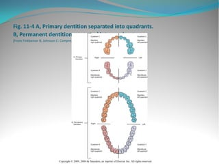 Anatomy and morphology of teeth | PDF