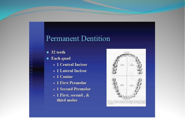 Anatomy and morphology of teeth | PDF | Dental Health | Diseases and ...
