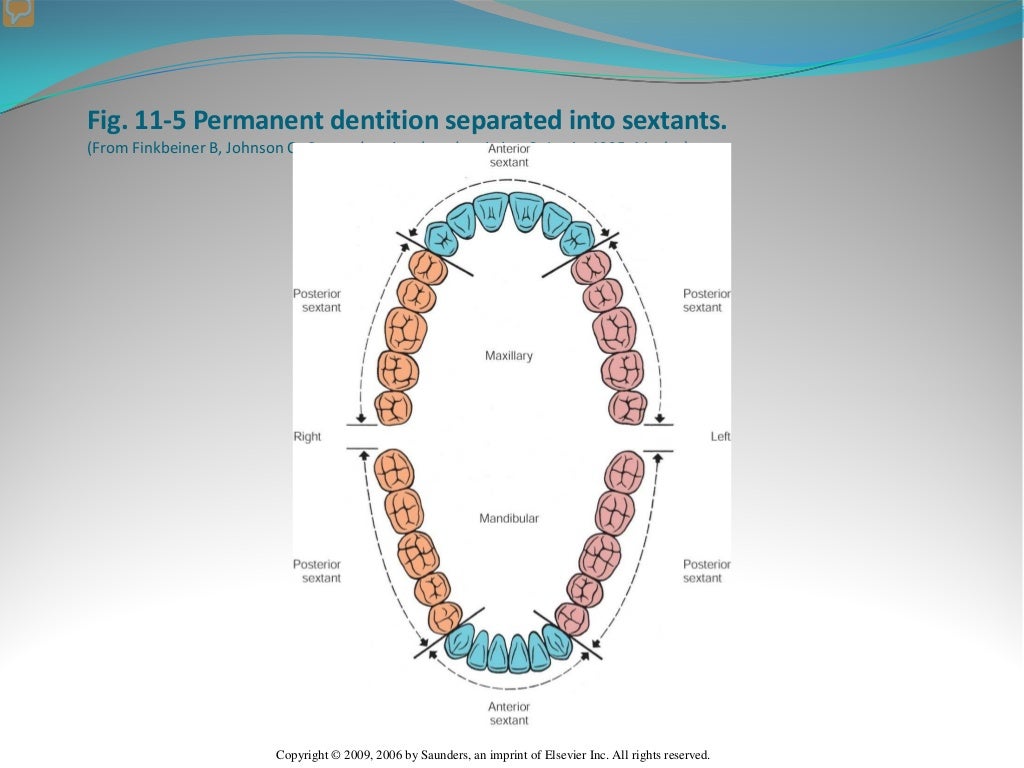 Anatomy and morphology of teeth