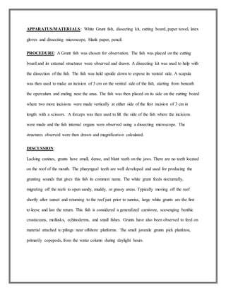 Animal diversity Lab on fish | DOCX