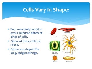 Cell Types | PPT