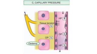 Edema ppt (definition , types of edema and more).pptx