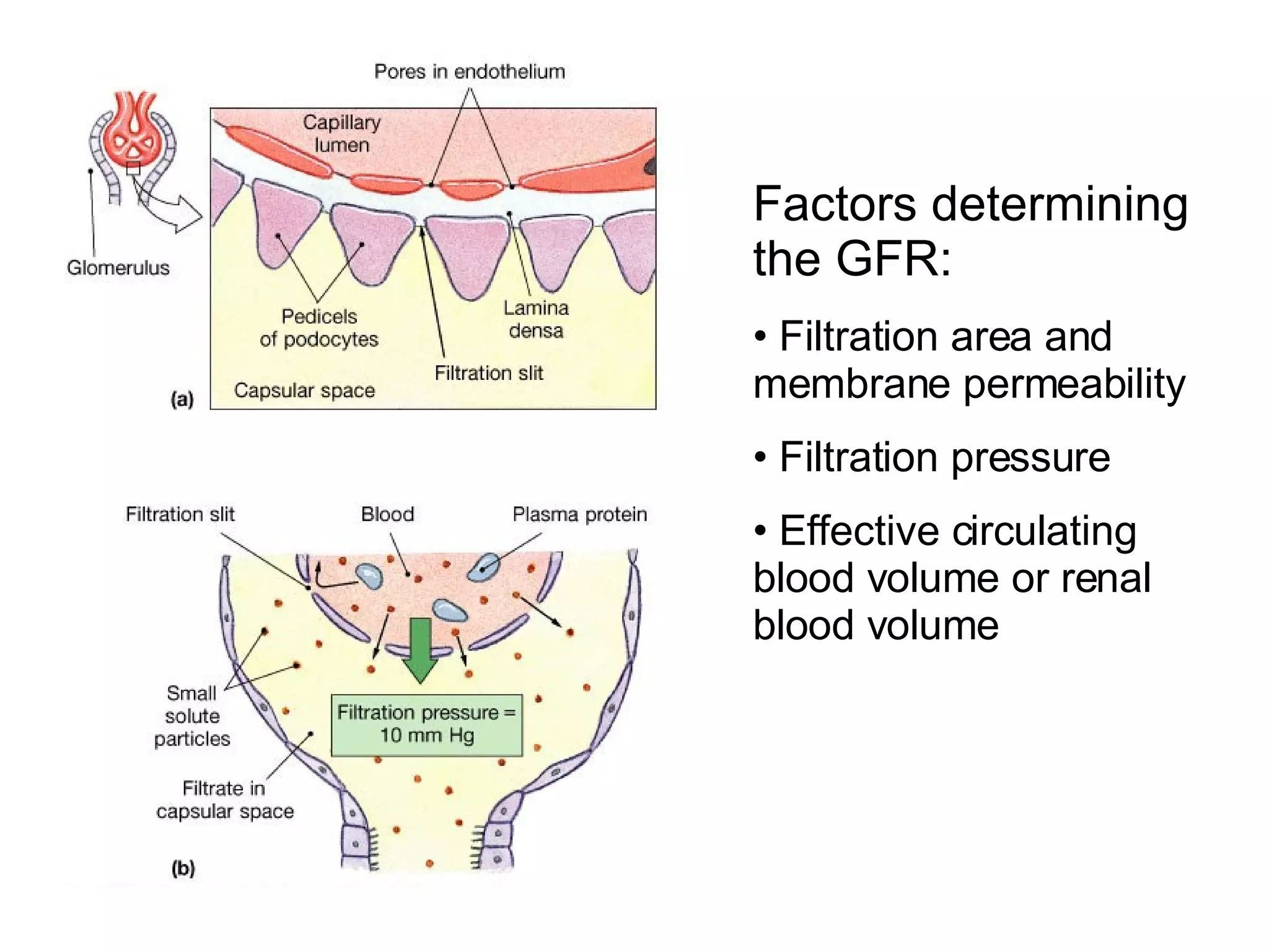 Edema | PPT