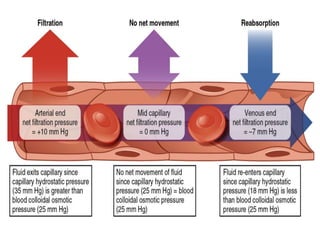 Edema | PPTX | Heart and Cardiovascular Diseases | Diseases and Conditions