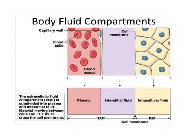 EDEMA, oedema, mechanism of edema, types | PPTX | Chemistry | Science